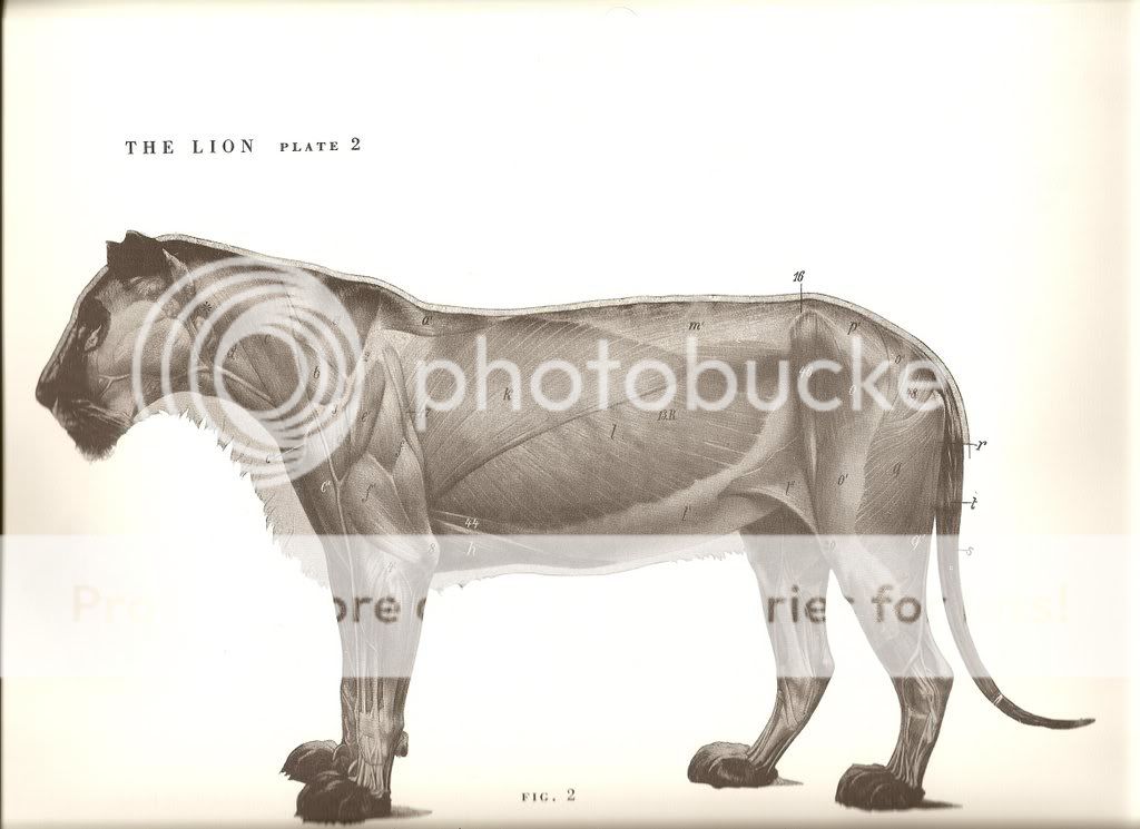 Lion: Side View Musculature Photo by stefer24 | Photobucket