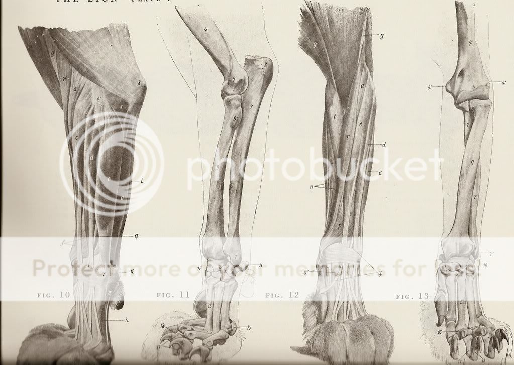 Lion: Front Legs Photo by stefer24 | Photobucket